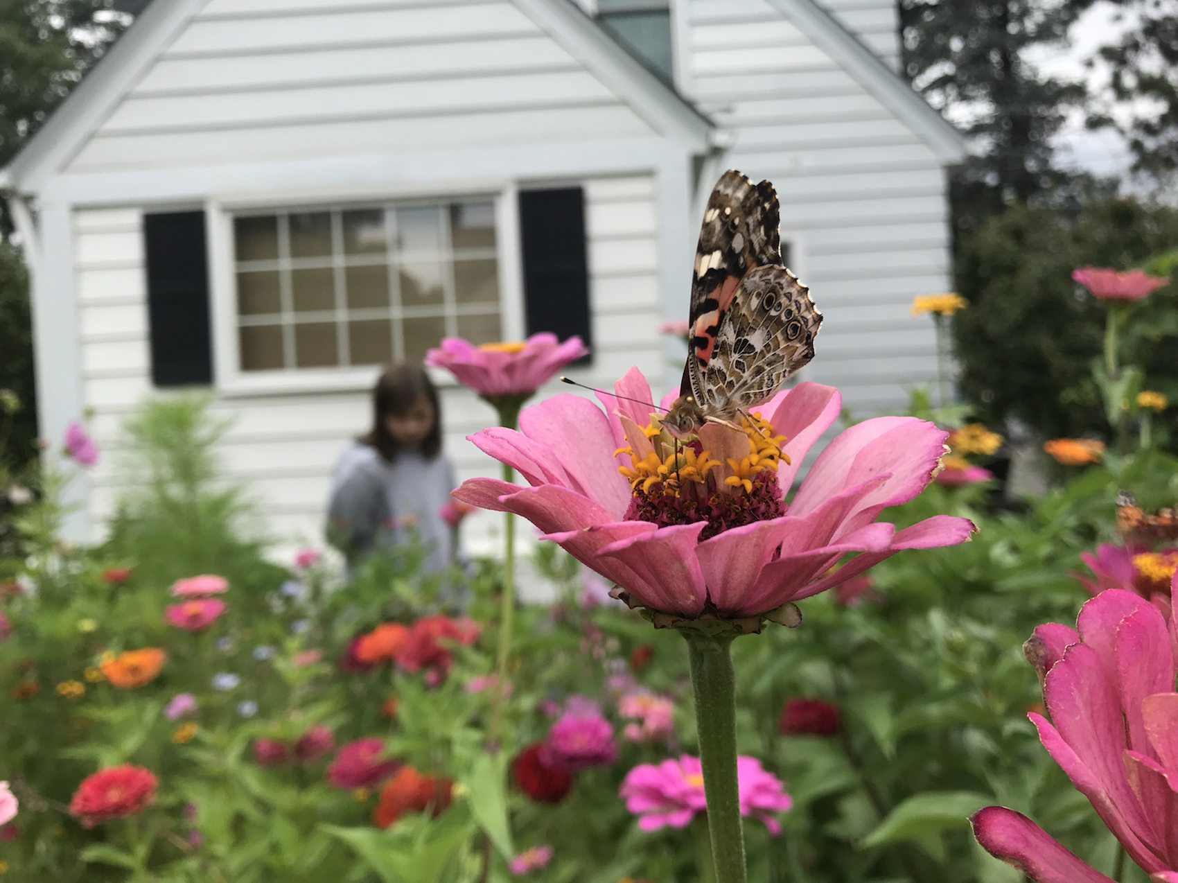 Creating a Pollinator-Friendly Yard - City Foodie Farm